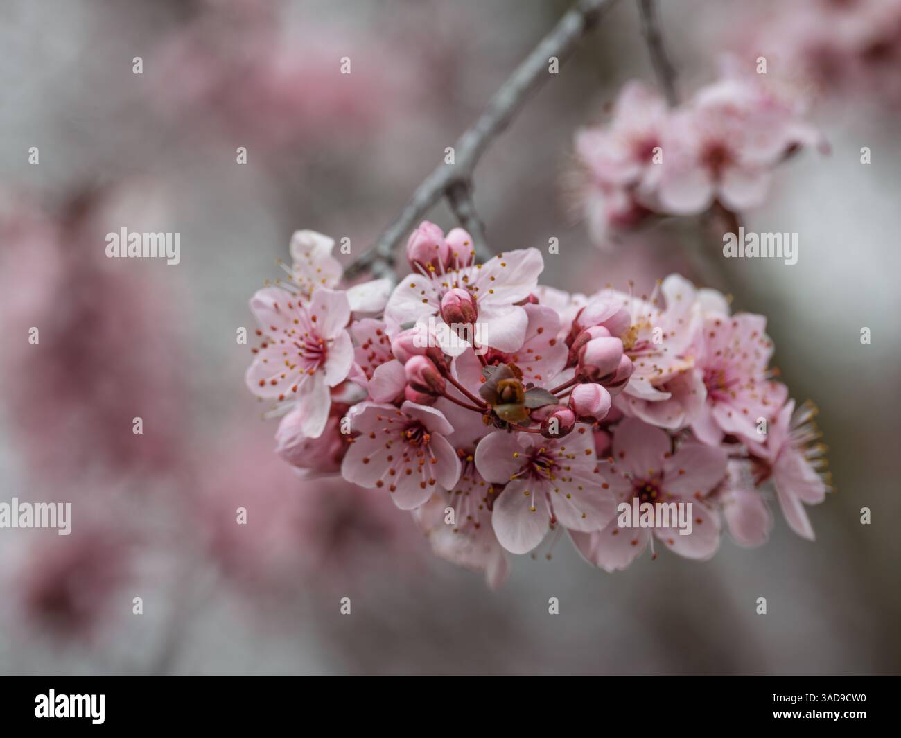 Detail of the pink flowers of a red plum tree (Prunus cerasifera) in ...