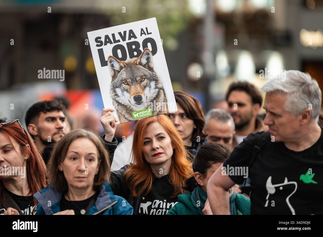 Madrid, Spain. 05th Apr, 2025. People protesting against wolf hunting ...