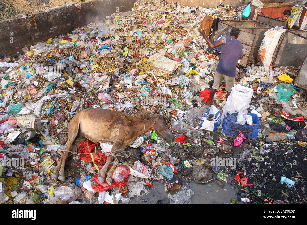 Chittagong, Chittagong, Bangladesh. 5th Apr, 2025. A female horse (mare ...