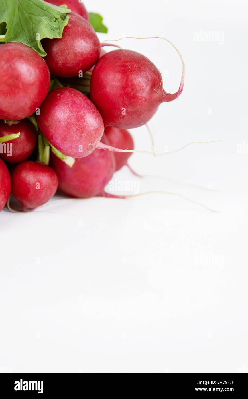 Bunch of ripe fresh gathered radish with green leaves isolated on white ...