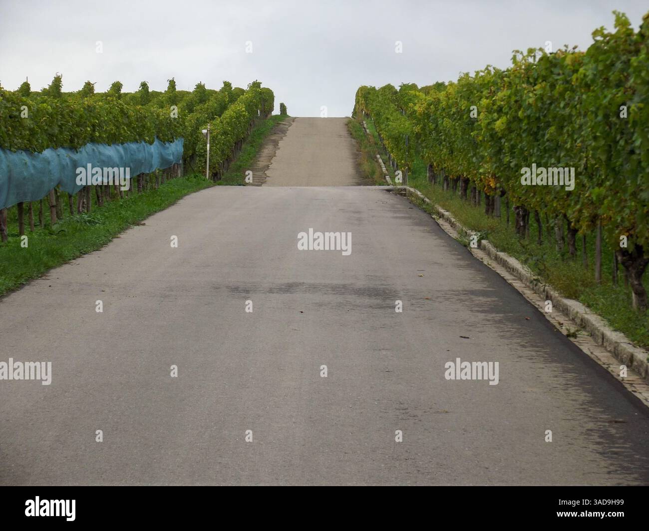 A scenic view of a vineyard road lined with grapevines on both sides ...