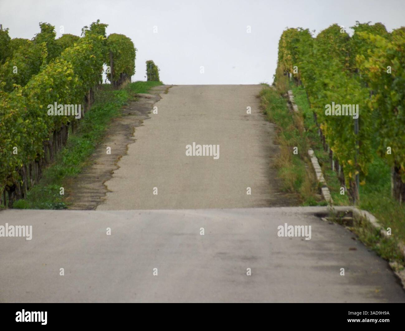 A winding road leading through lush green vineyards, with rows of ...
