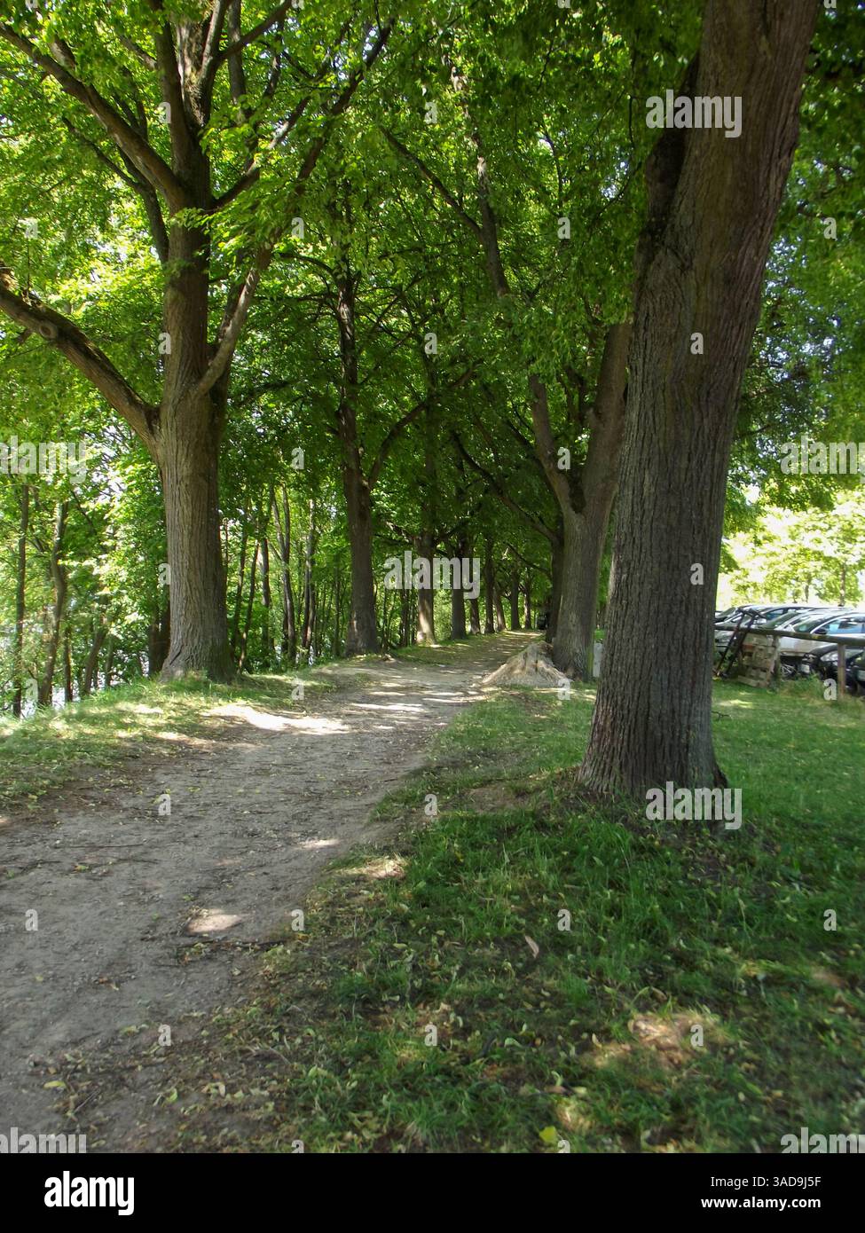 A serene pathway lined with tall trees, creating a natural canopy. The ...