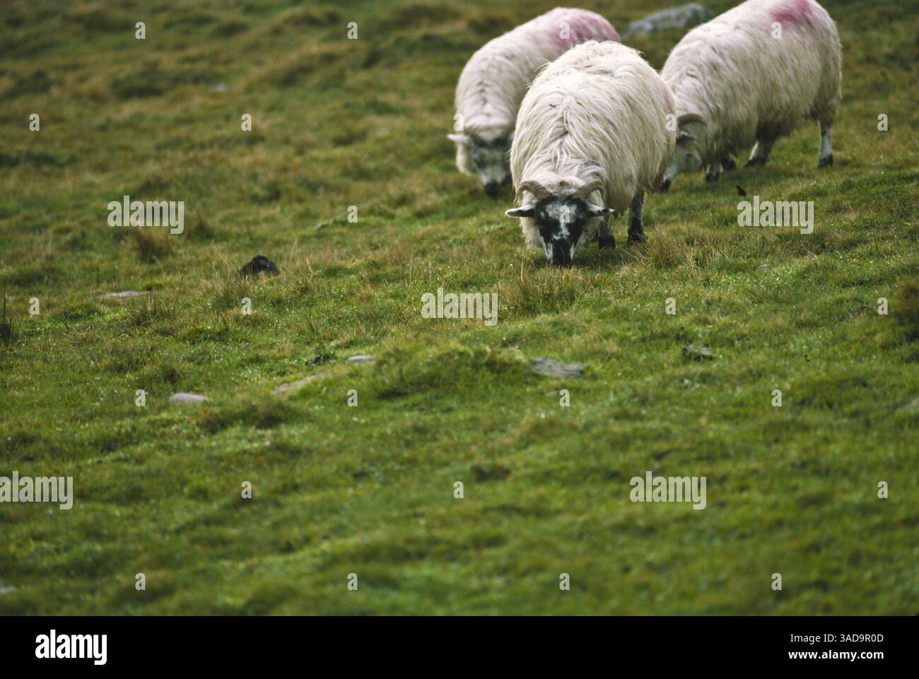 Connemara Blackface Mountain Sheep in Ireland Stock Photo - Alamy