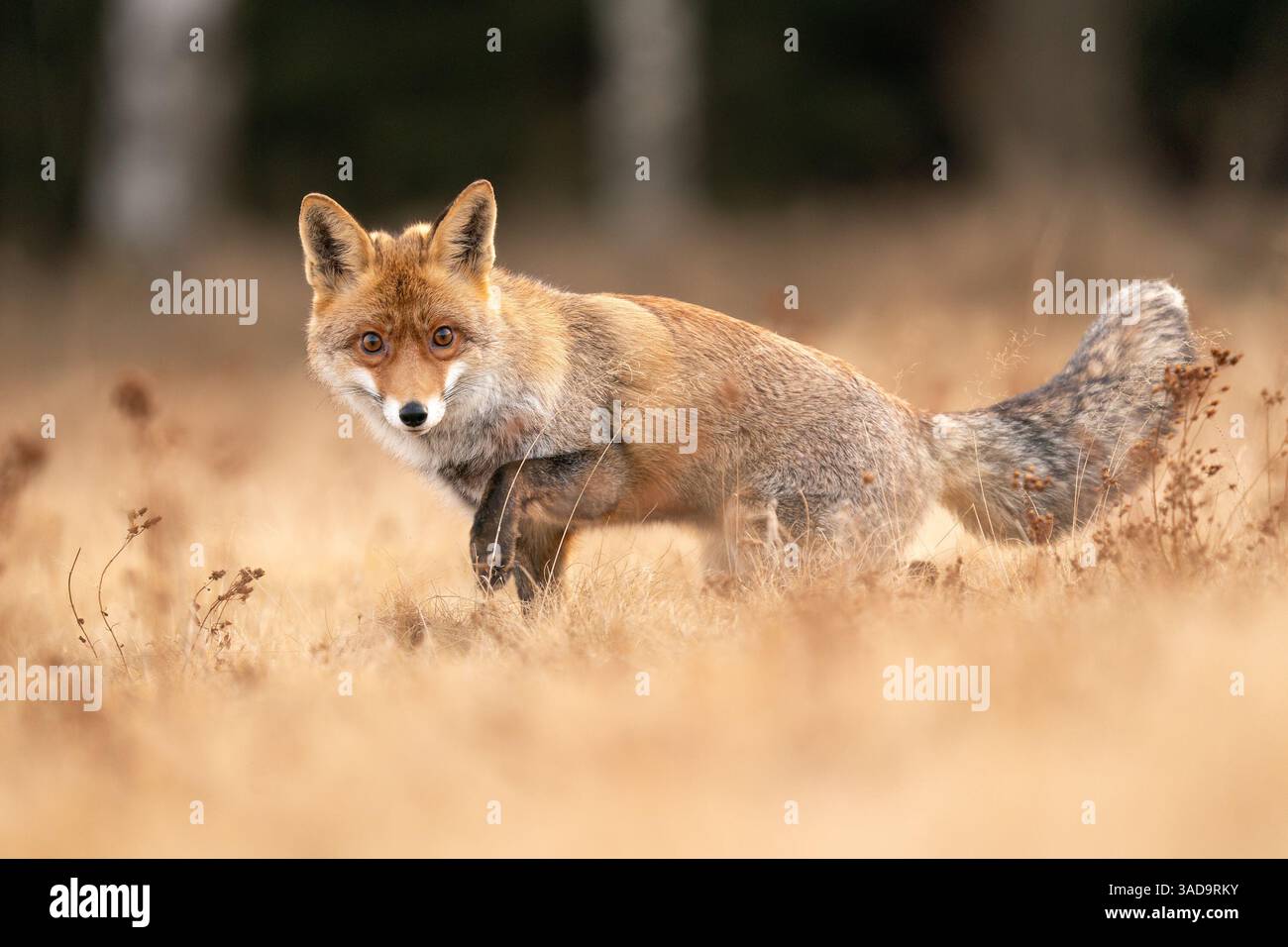 Close-Up of a Red Fox Standing in a Golden Field. Vulpes vulpes Stock ...