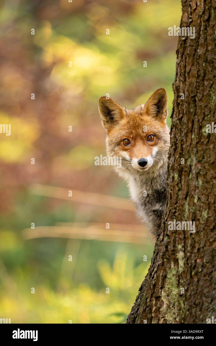 Curious Fox Peeking Behind Tree in a Forest Setting Stock Photo - Alamy