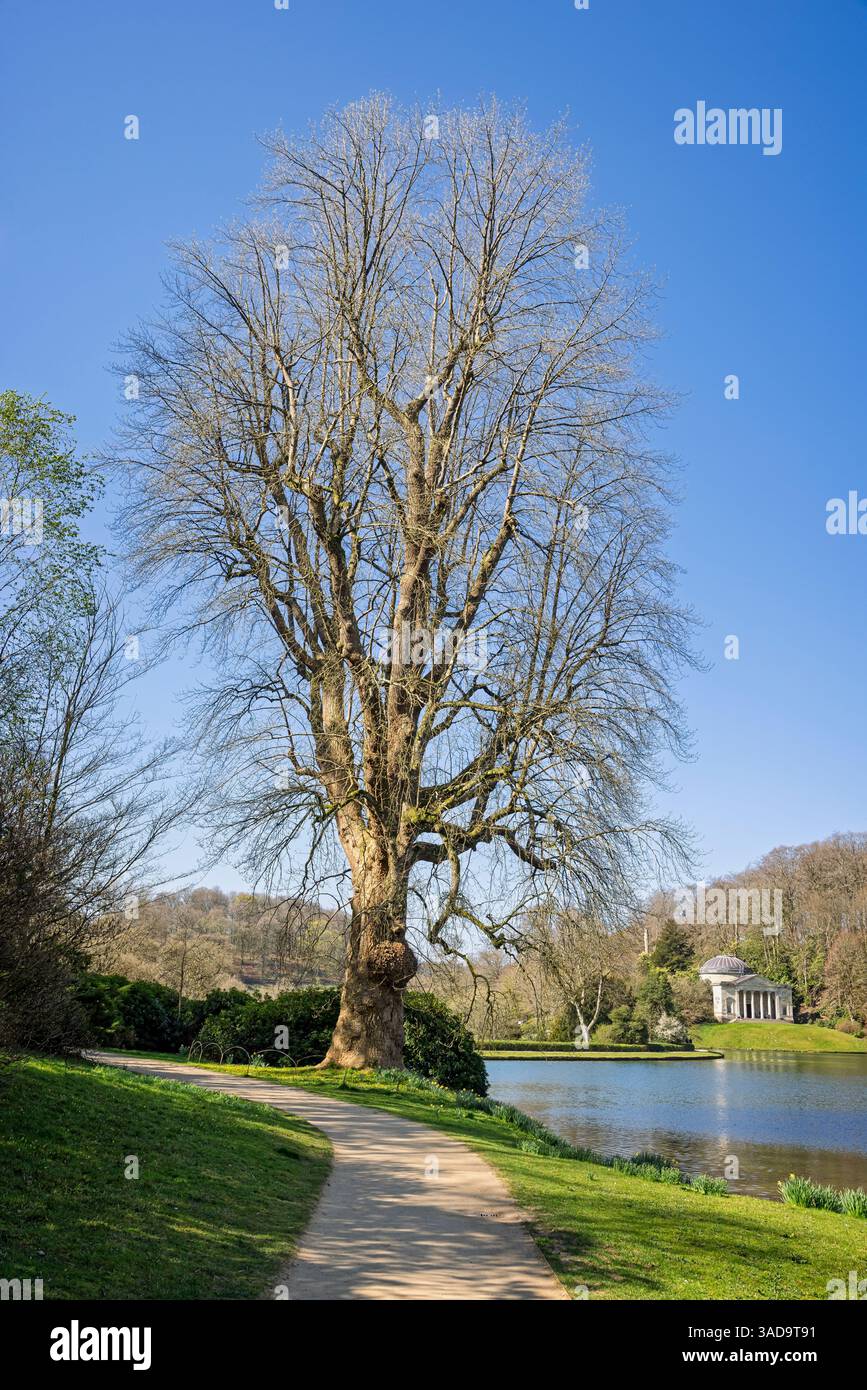 Tall tree in spring bud on the lakeside with the Pantheon in the background at Stourhead ...