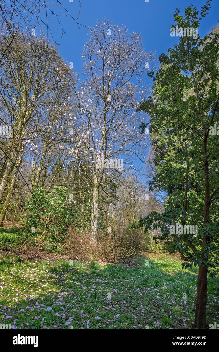 Tall flowering magnolia tree in forest glade against blue sky in ...