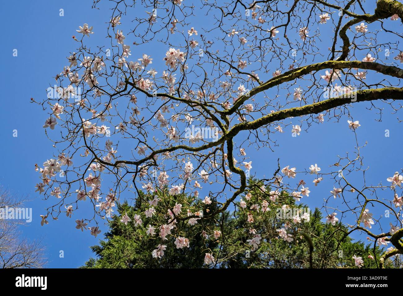 Close up of cluster of magnolia flowers in tree top against blue sky in ...