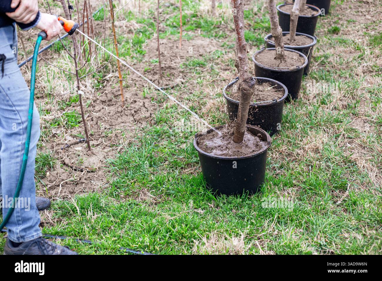 Watering trees in a garden nursery. A gardener waters a fruit tree in a ...