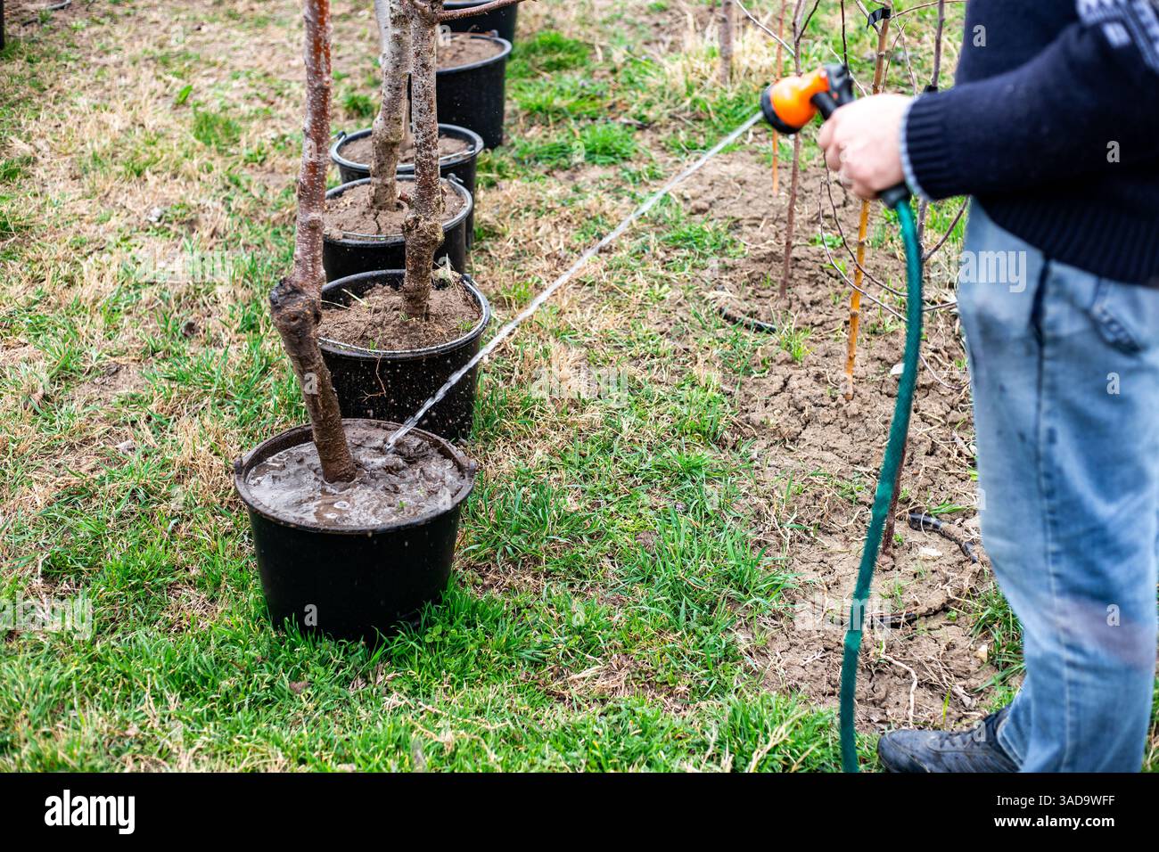 Watering trees in a garden nursery. A gardener waters a fruit tree in a ...