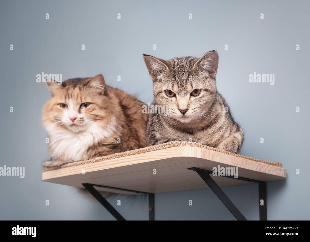 Wood hang kitten hi-res stock photography and images - Alamy