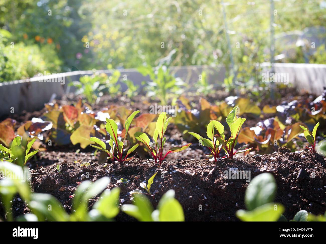 Beet seedlings with defocused garden. Beet plants in rows in lush ...