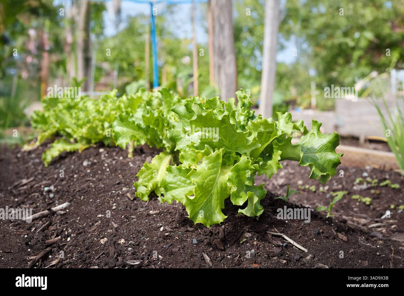 Lettuce in a row in garden bed with defocused background. Beautiful ...
