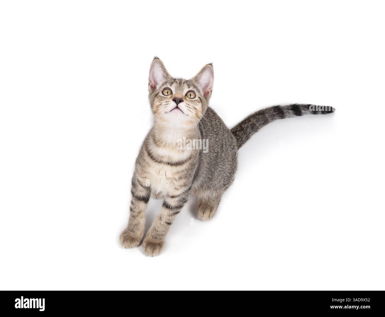 Portrait curious cute months Cut Out Stock Images & Pictures - Alamy