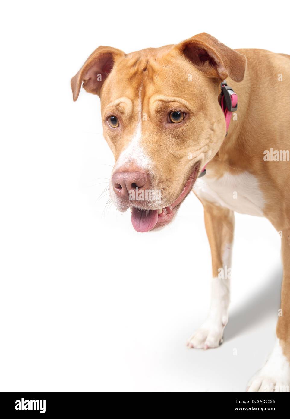 Playful dog standing in front of white background. Happy Pitbull dog ...