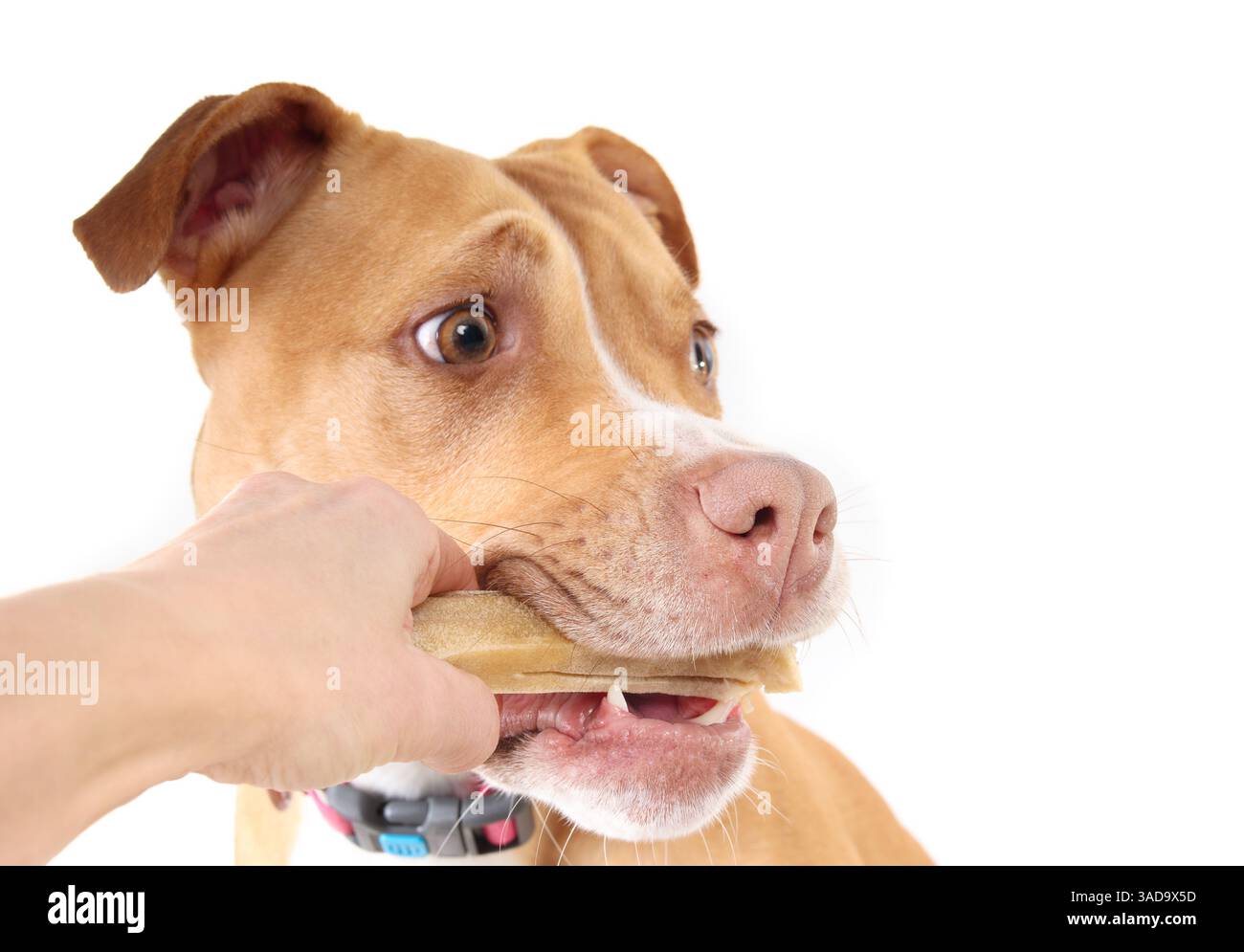 Dog with chew bone held by hand. Large dog not releasing chew stick to ...
