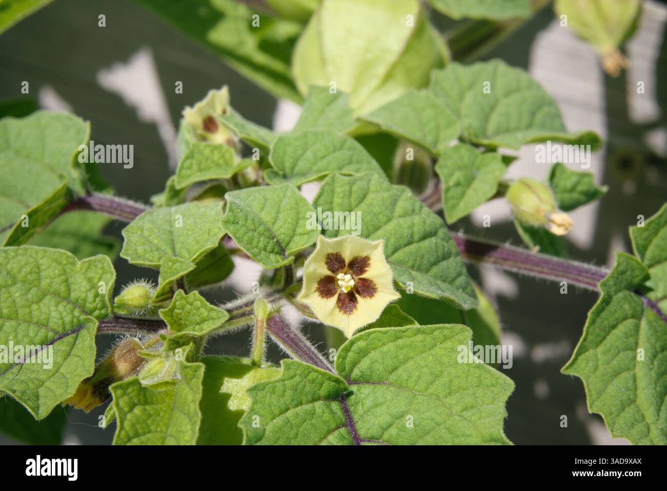 Ground cherry flowers in garden with defocused husks. Aunt Molly’s ...