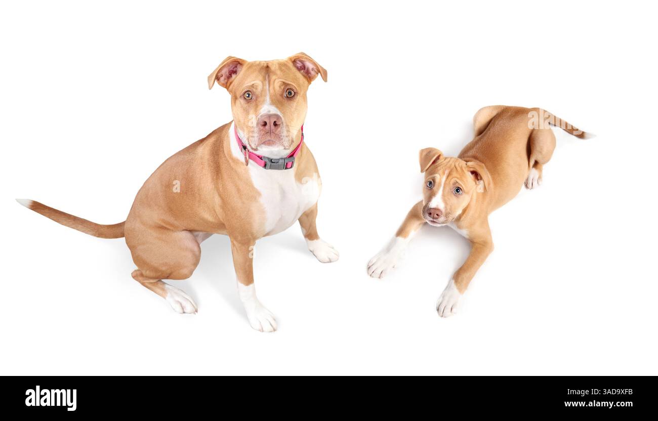 Life stages baby to adult hi-res stock photography and images - Alamy