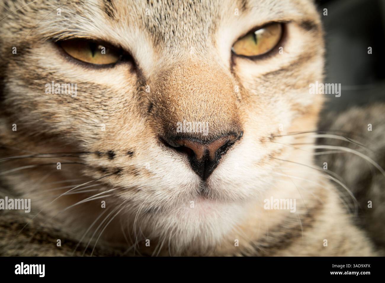 Cat nose close up. Selective focus on cat nostrils with defocused cat ...
