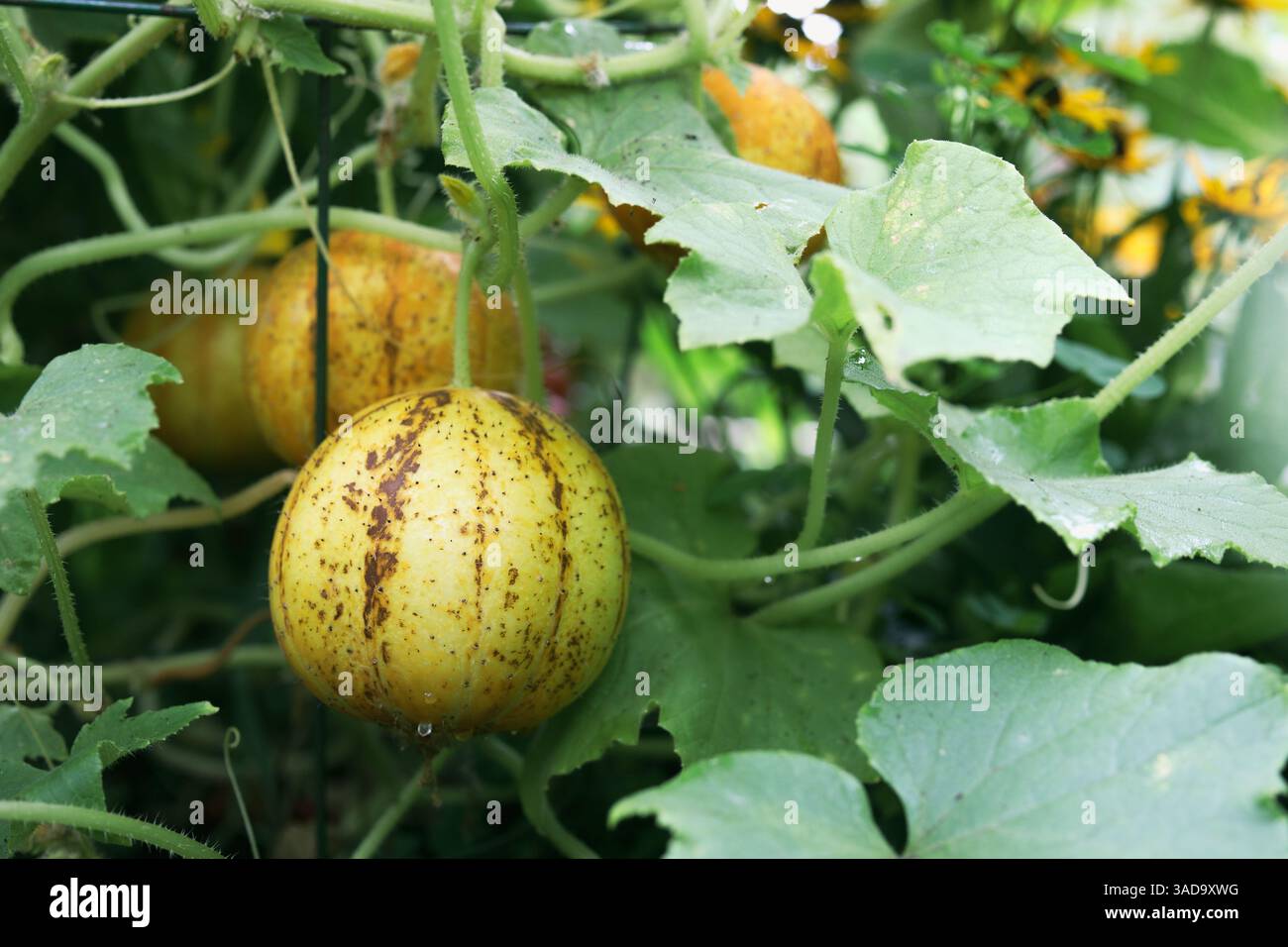 Lemon Cucumber growing in garden. Summer squash background. Many yellow ...