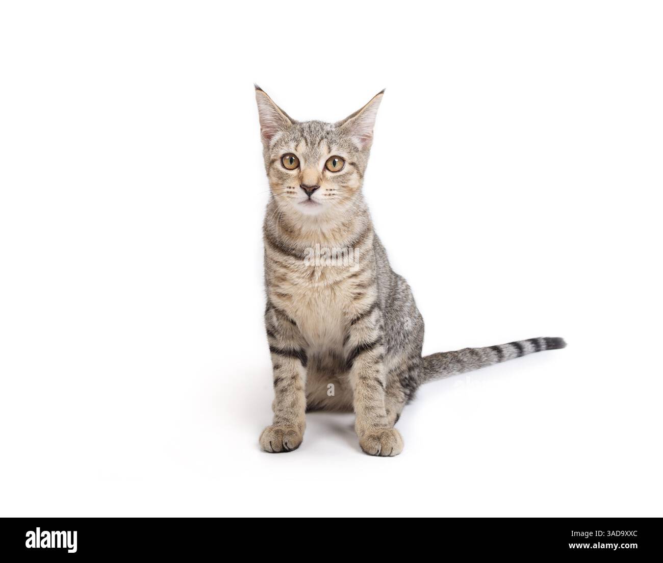 Cute cat face pattern Cut Out Stock Images & Pictures - Alamy