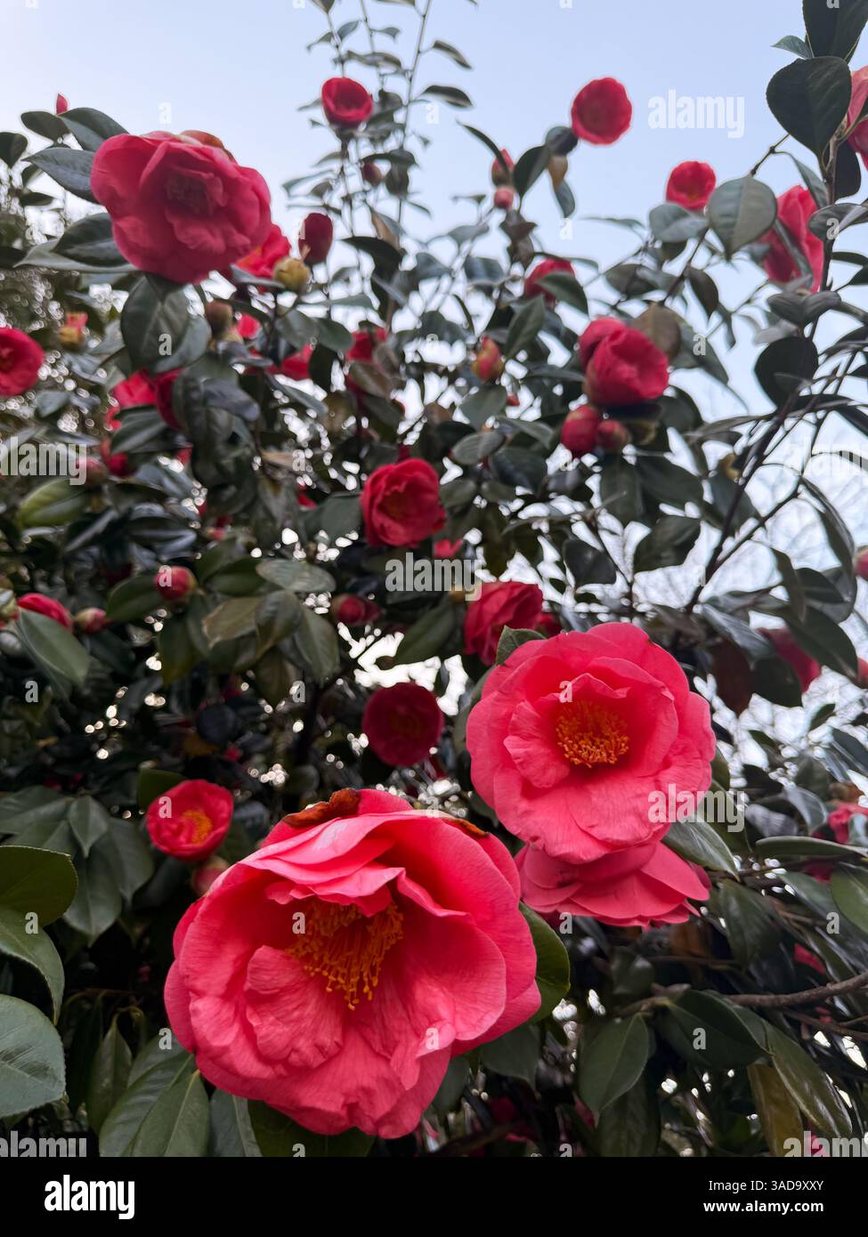 The image shows a blooming camellia bush filled with vibrant red ...