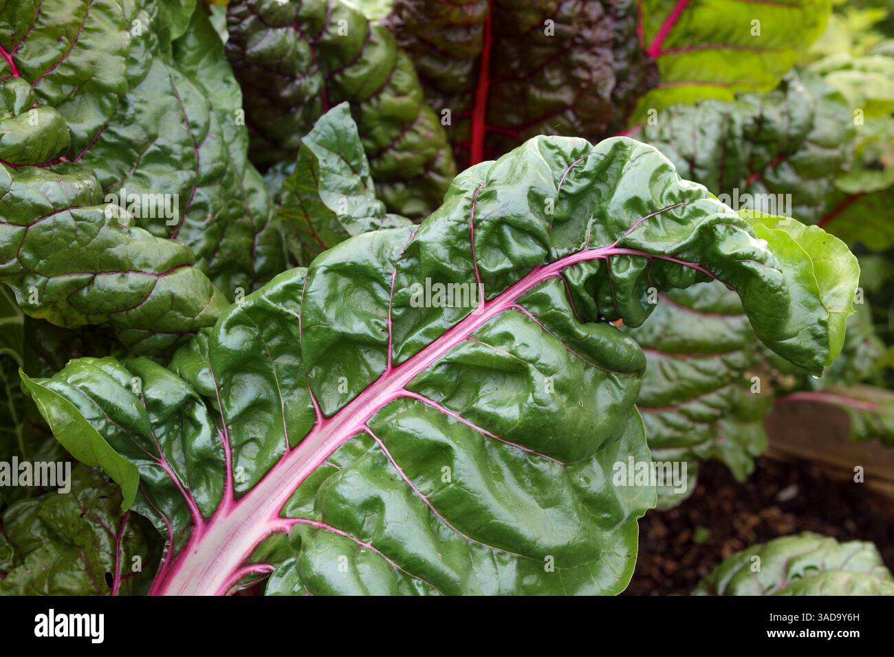 Swiss chard close up. Rainbow chard plant growing in garden with ...