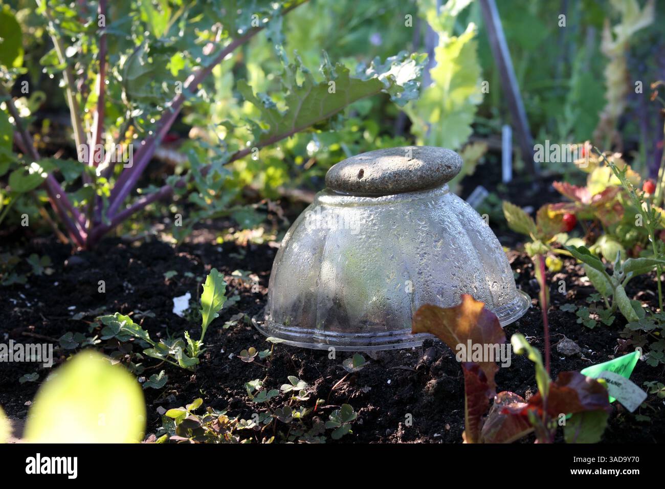 Plant cloche or plant bell over vegetable seedling in garden bed during ...