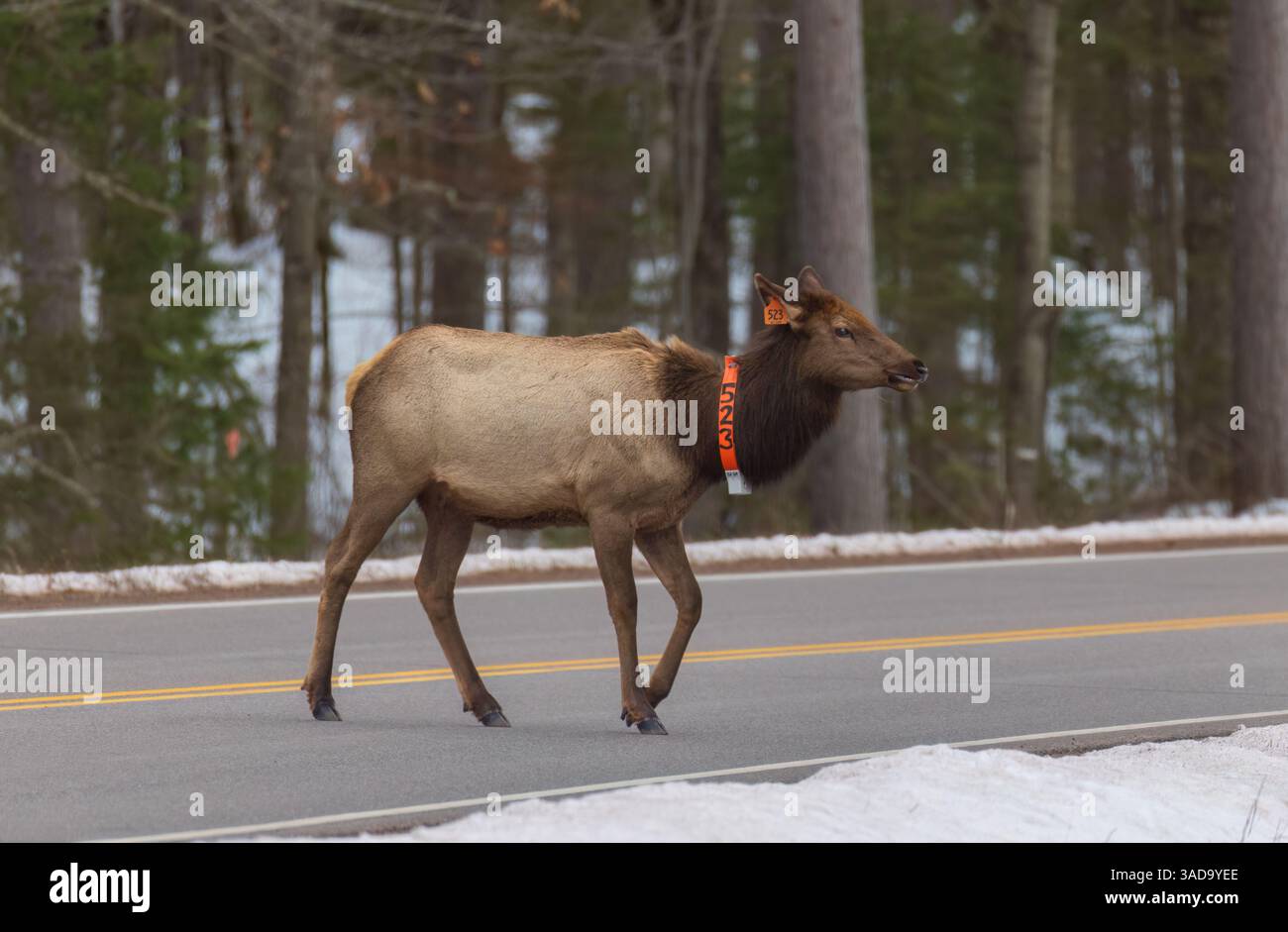 Elk on an April evening in the Clam Lake area of northern Wisconsin ...