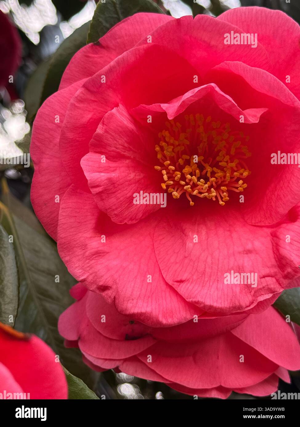 This image shows a detailed close-up of a red camellia flower with ...