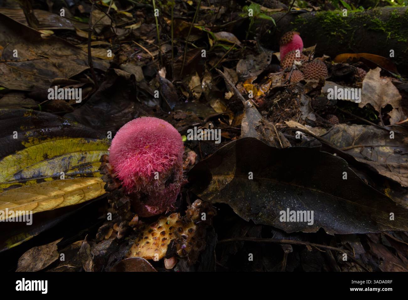 Root hemi parasite hi-res stock photography and images - Alamy