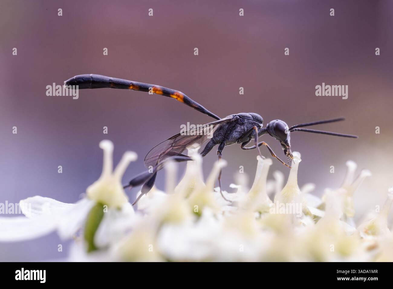 Gasteruption wasp hi-res stock photography and images - Alamy