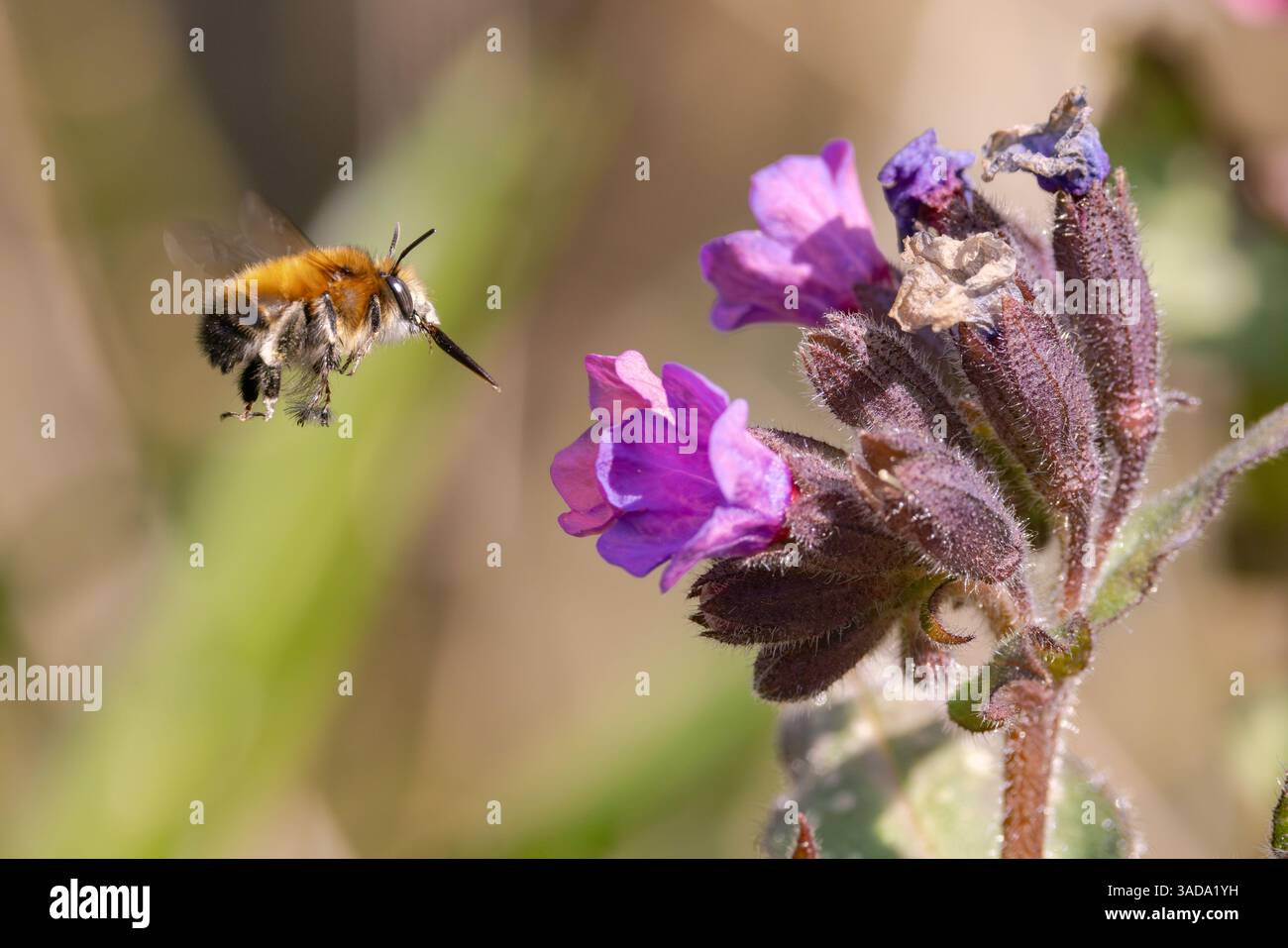 Hairy-footed flower bee male approaching flower Stock Photo - Alamy