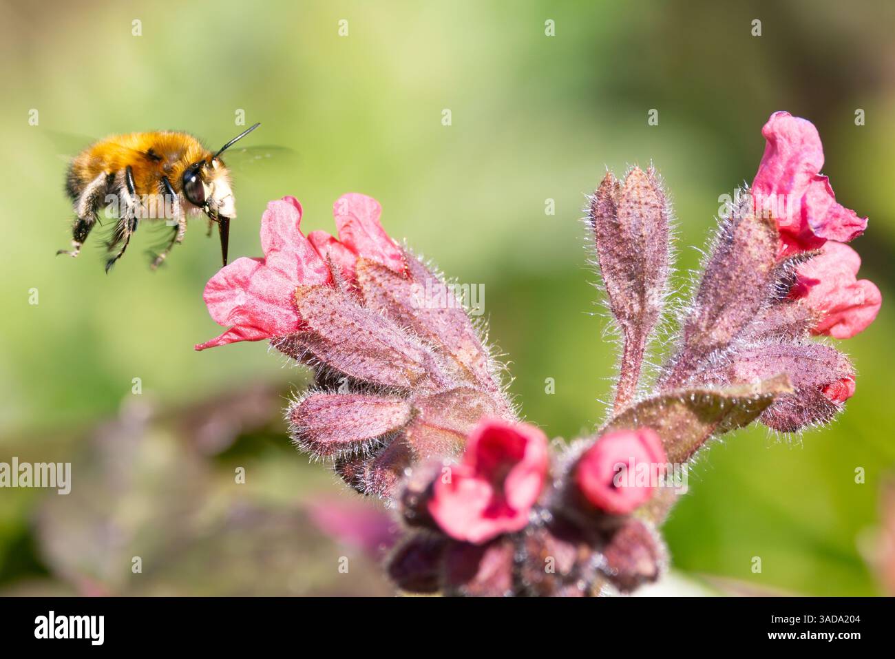 Hairy-footed flower bee male approaching flower Stock Photo - Alamy