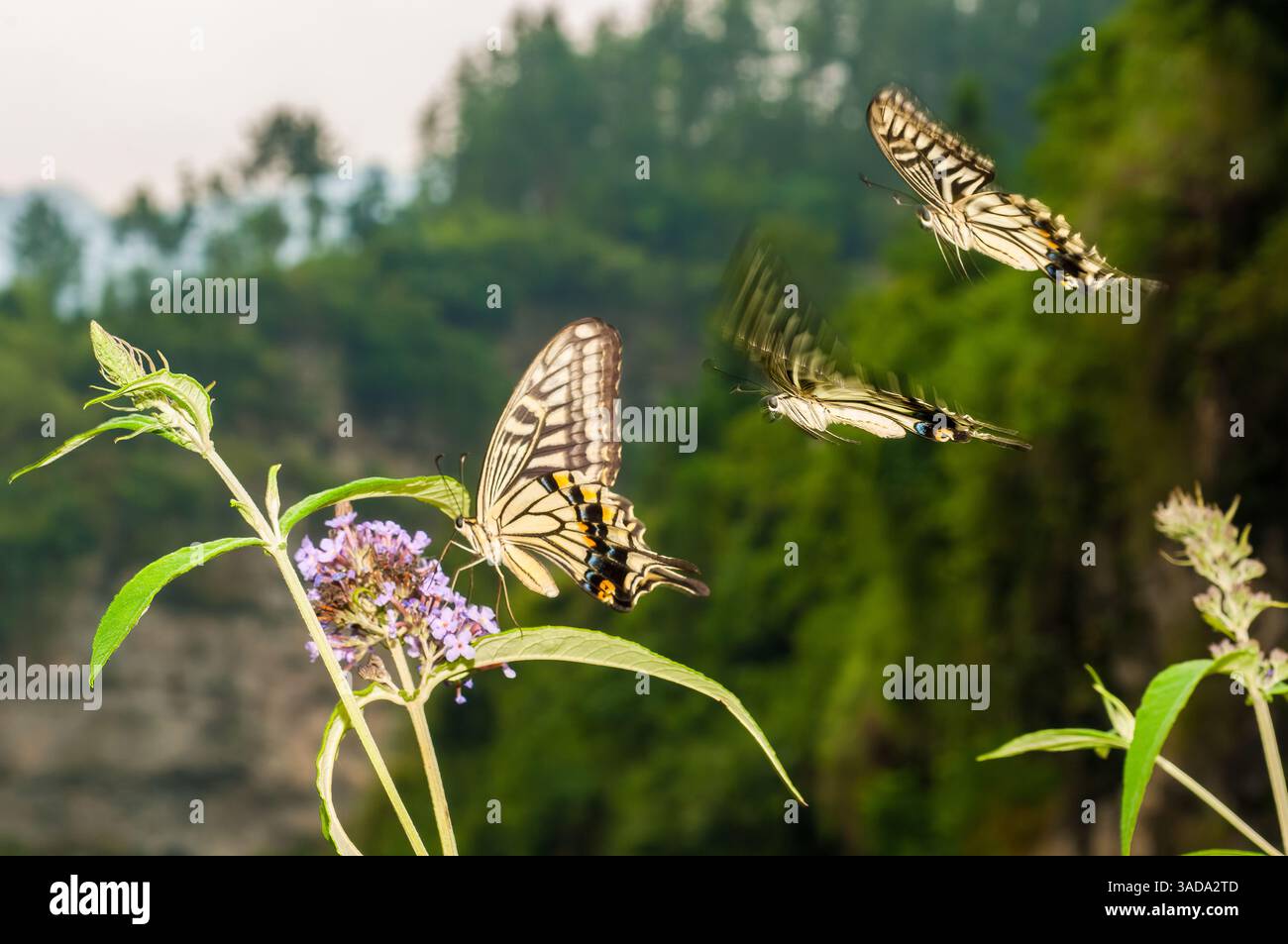 Asian swallowtail xuthus hi-res stock photography and images - Alamy