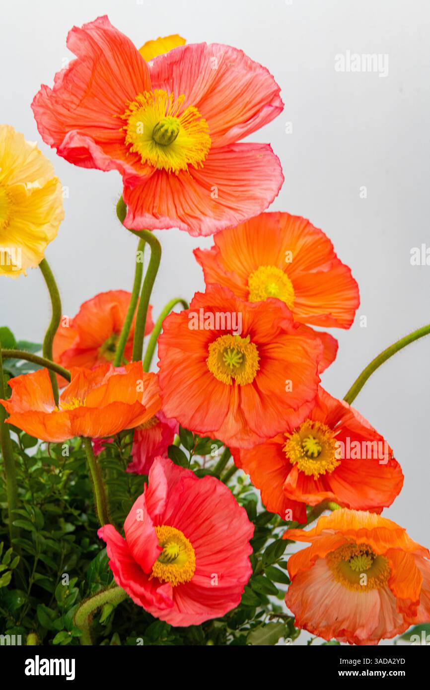 Stunning tulip display hi-res stock photography and images - Alamy