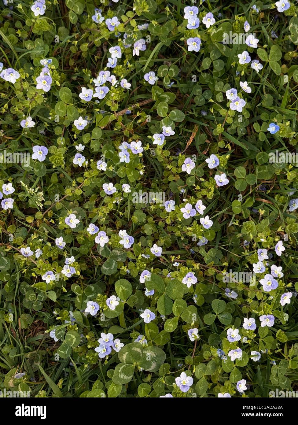 This image shows a dense patch of wild vegetation, including small ...