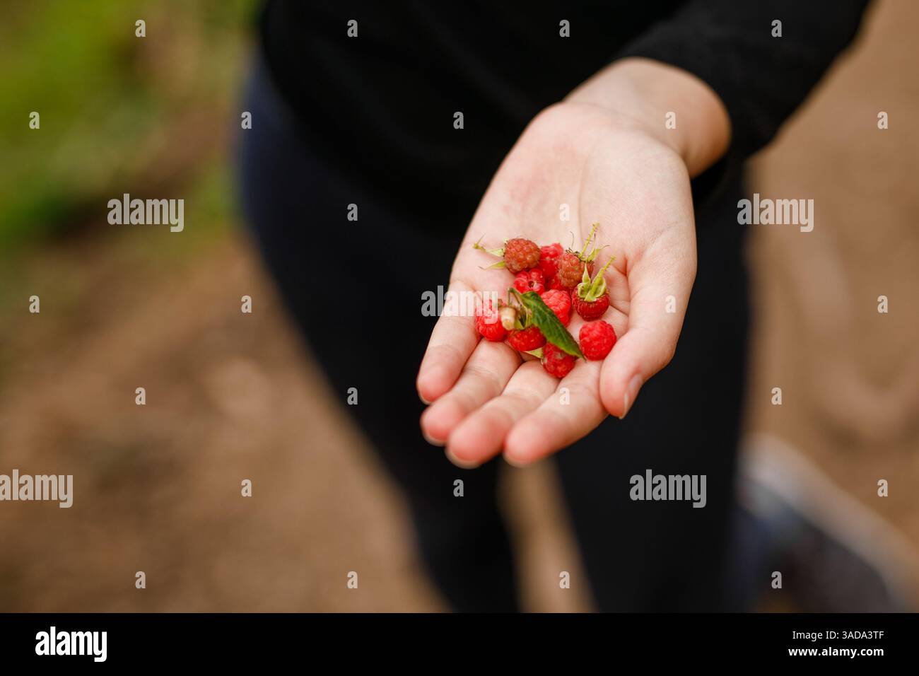 Hand Holding Wild Raspberries Picked from the Forest Stock Photo - Alamy
