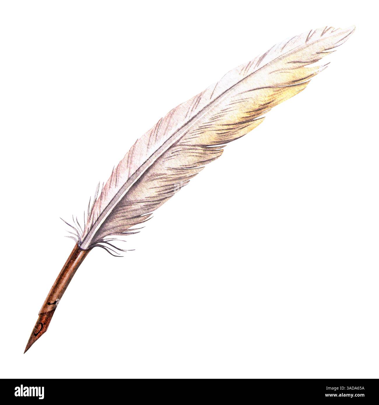 Vintage dip pen. Elegant watercolor hand-drawn illustration of quill ...