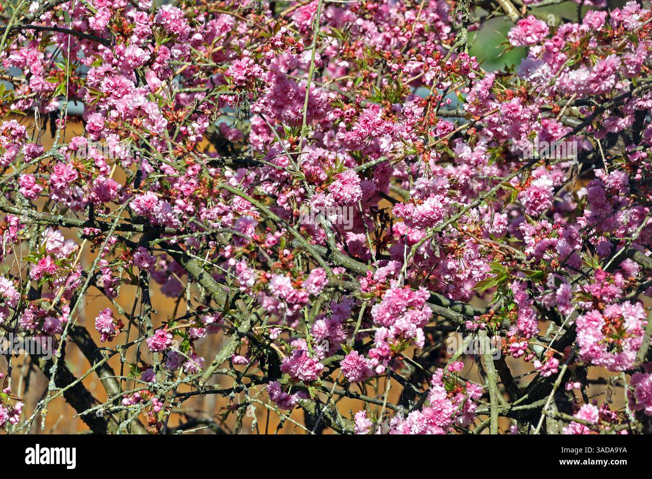Zierformen der Kirsche Leuchtende Blüten einer Zuchtform der ...