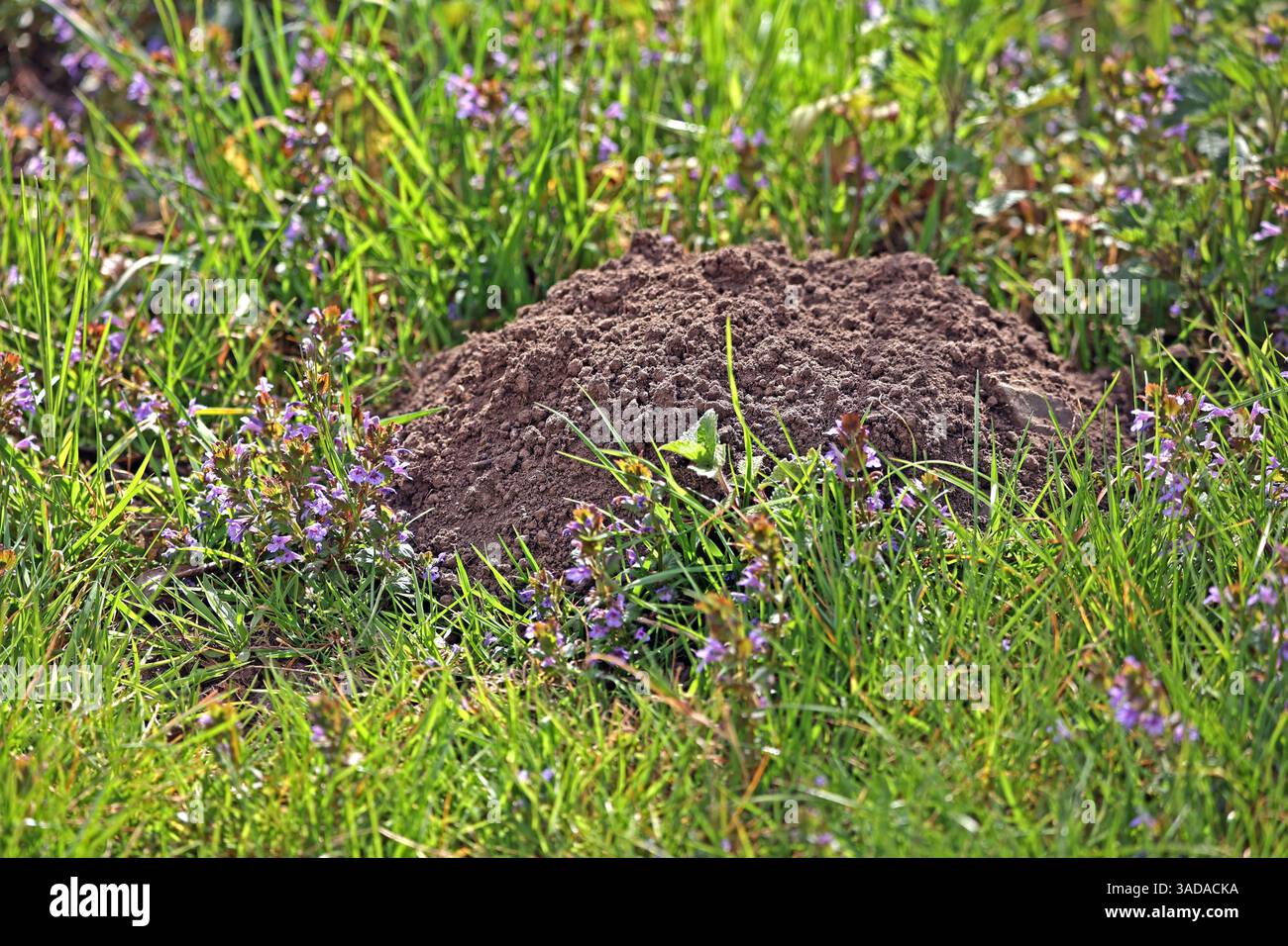 Maulwurfshügel in der Landschaft Ein Maulwurfshügel befindet sich auf einer Wiese *** Molehills ...