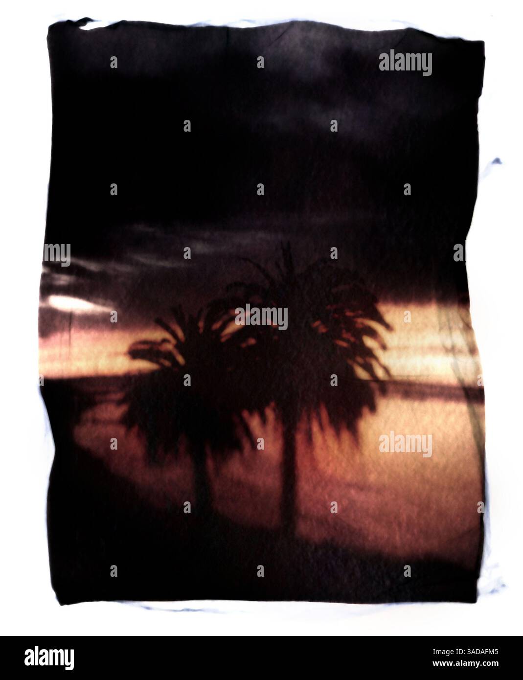 Tree ocean sunset Cut Out Stock Images & Pictures - Alamy