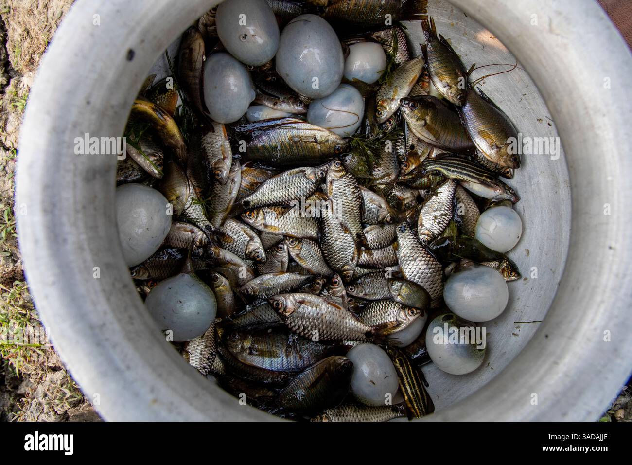 Pufferfish alongside various freshwater fish caught from Chalan Beel in ...