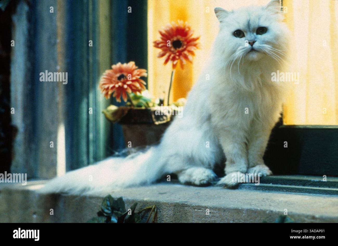 Dec 03, 1999; Hollywood, CA, USA; Trained actor Cats on the set of ...