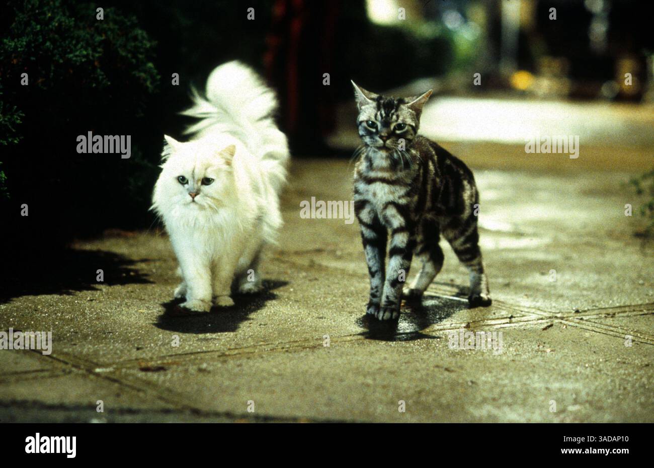 Stuart little hi-res stock photography and images - Alamy