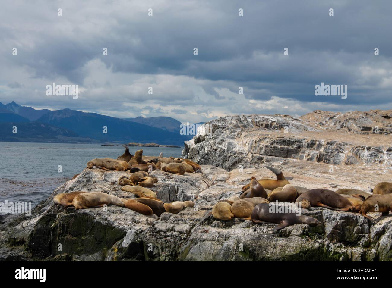 Sea lions colony on the island in the ocean in South America. Argentina and Chile marine ...