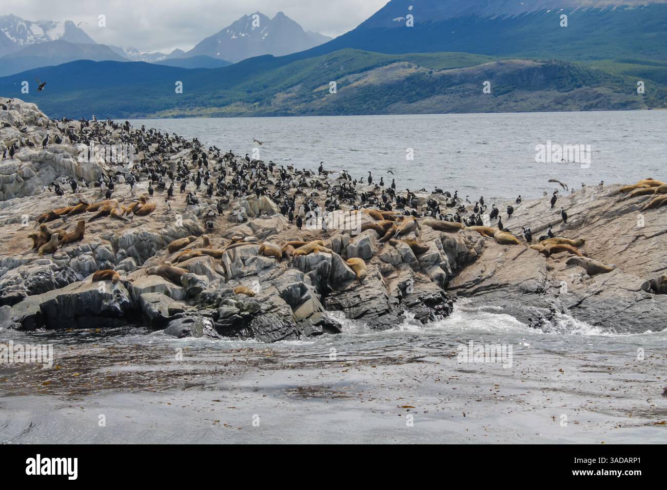 Sea lions colony on the island in the ocean in South America. Argentina ...