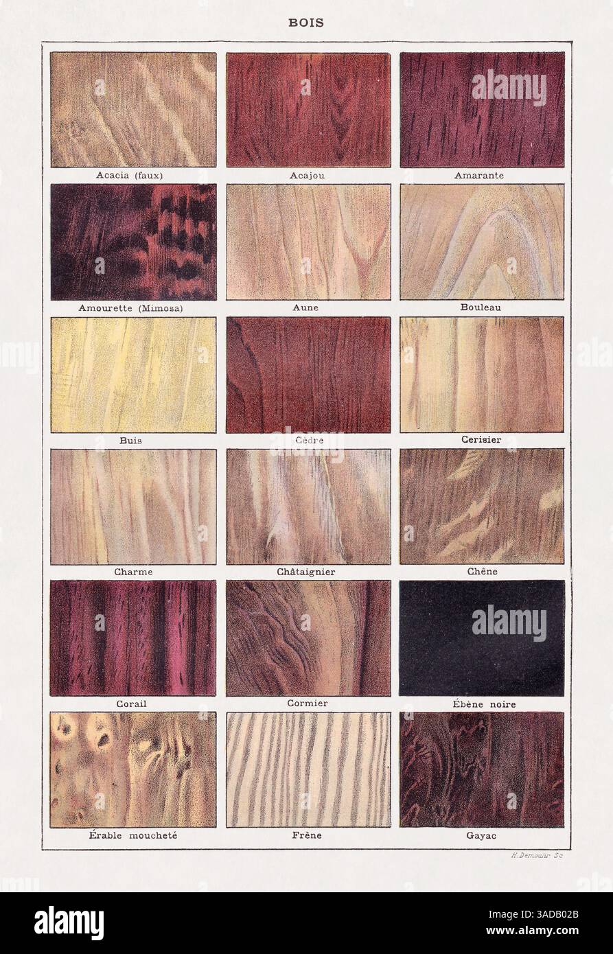 Illustration about the different wood patterns according to species ...