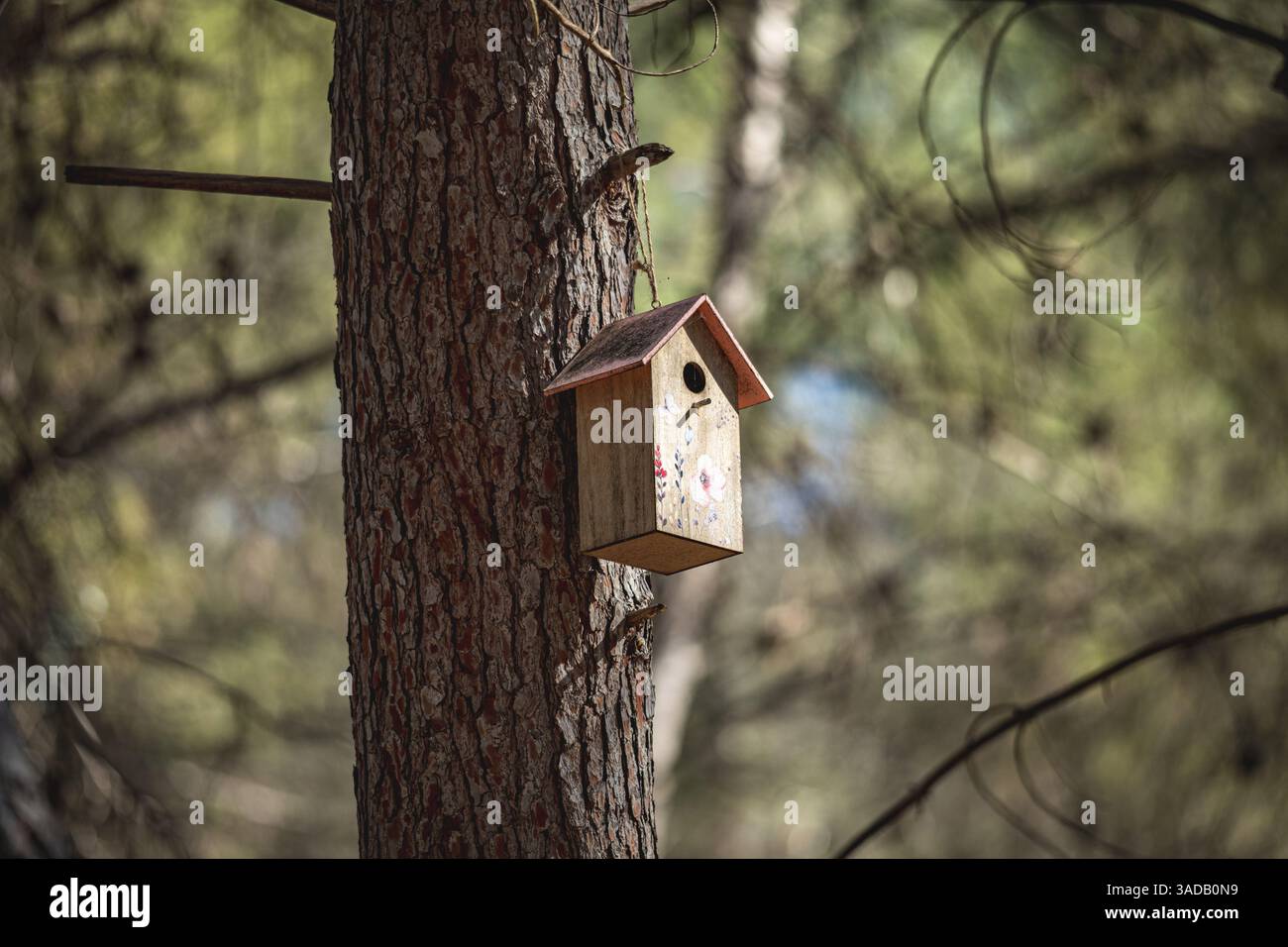 Beautiful wooden birdhouse hanging from a Mediterranean pine tree in ...